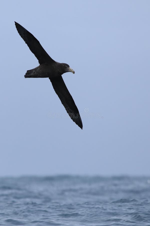 Vertical Northern Giant Petrel, Macronectes Halli Stock Photo - Image ...
