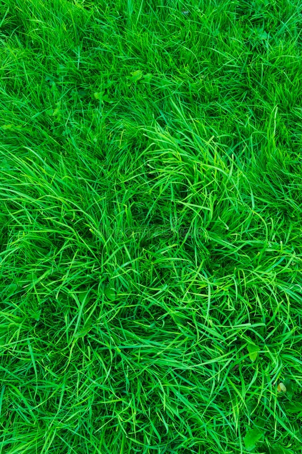 Vertical Orientated Grass Land Stock Image - Image of grass, color ...