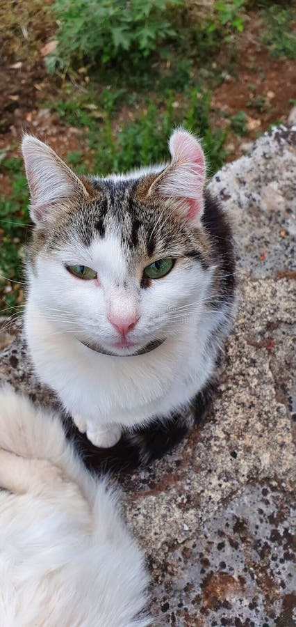 Vertical Overhead Shot of an Angry Polydactyl Cat Standing on a Rock in ...