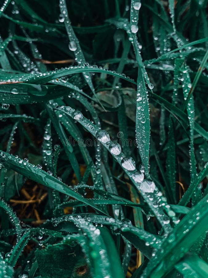 Vertical Overhead Shot of Fresh Green Grass with Raindrops on it Stock ... Vertical Overhead Shot of Fresh Green Grass with Raindrops on it Stock ...