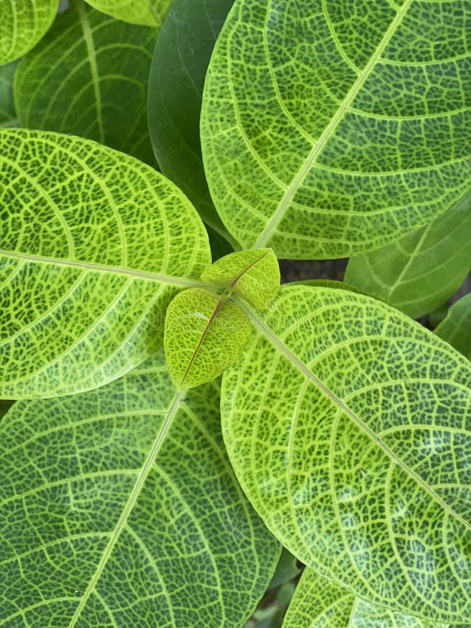 Vertical Overhead Shot of the Leaf of a Plant Captured during the ...