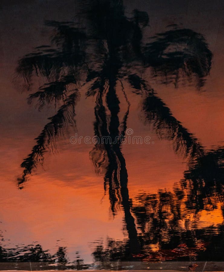 Vertical of a Palm Tree Reflection on a Pond at Sunset Stock Image ...