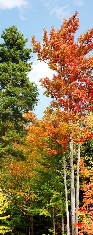Vertical Panorama of Fall Forest Stock Image - Image of contrast ...