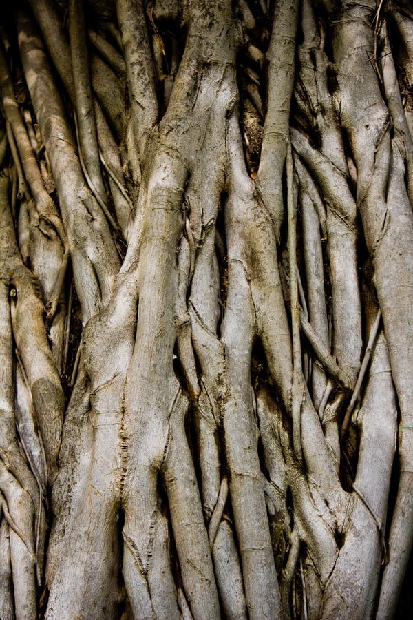 Vertical Panorama of the Huge Trunk of an Old Tree Stock Photo - Image ...