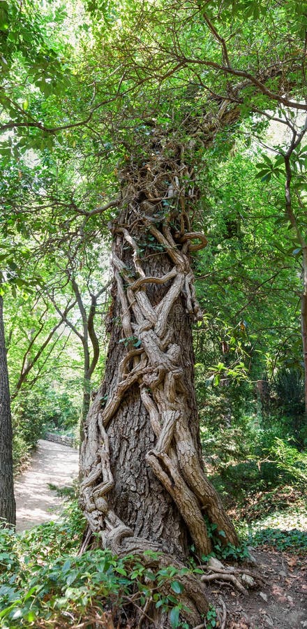Vertical Panorama of Tree Trunk Entwined with Ivy Stock Image - Image ...