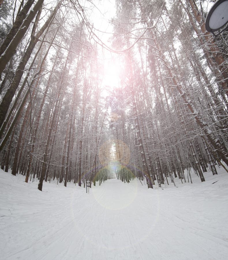 Vertical Panorama of Winter Snow Forest Stock Photo - Image of ...