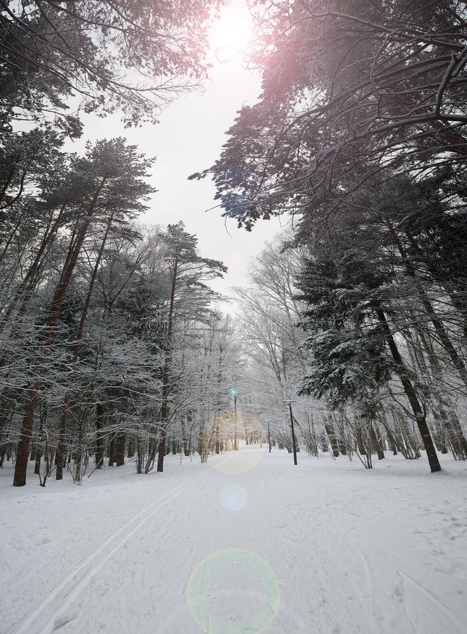 Vertical Panorama of Winter Snow Forest Stock Photo - Image of ...
