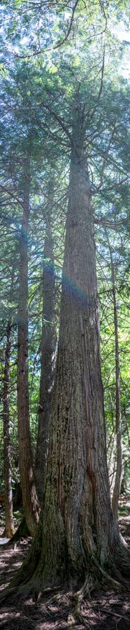 Vertical Panoramic of a Tree Along the Trail of Cedars Path in Glacier ...