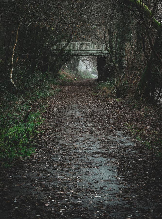 Vertical of a Path Covered with Leaves in the Canyon Trail, Mountain ...