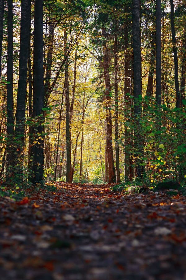 4,327 Sunlit Nature Path Stock Photos - Free & Royalty-Free Stock ...