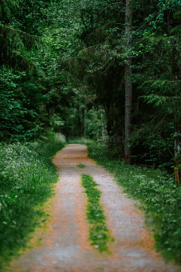 Vertical of a Path through the Forest. Stock Photo - Image of vertical ...
