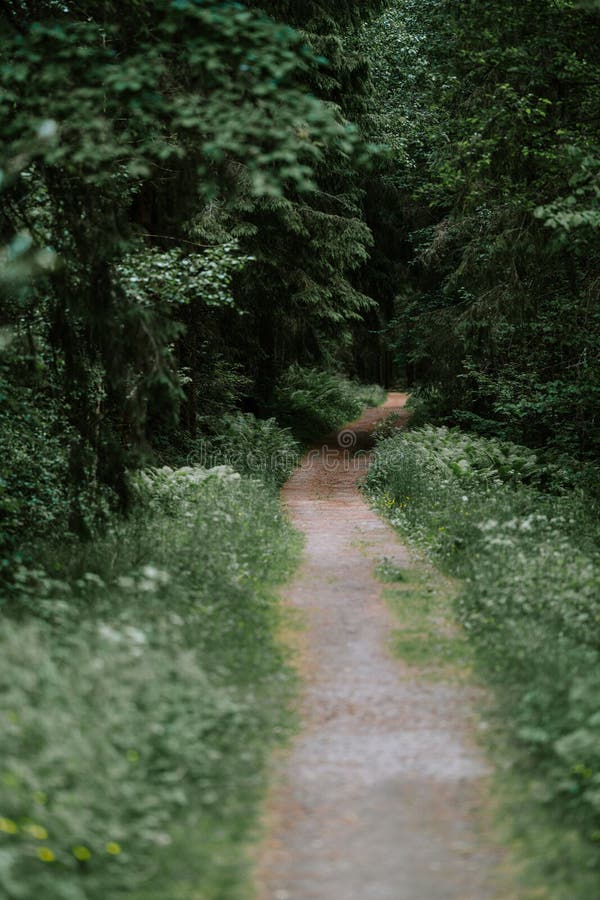 Vertical of a Path through the Forest. Stock Photo - Image of travel ...