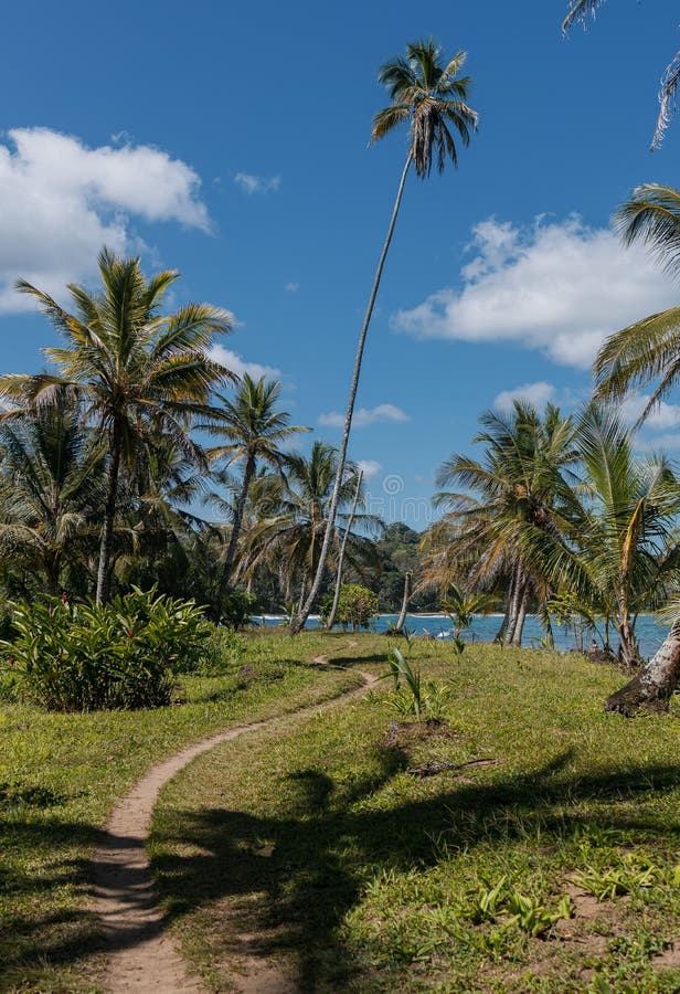 Vertical of a Path through a Green Park with Palms. Stock Image - Image ...