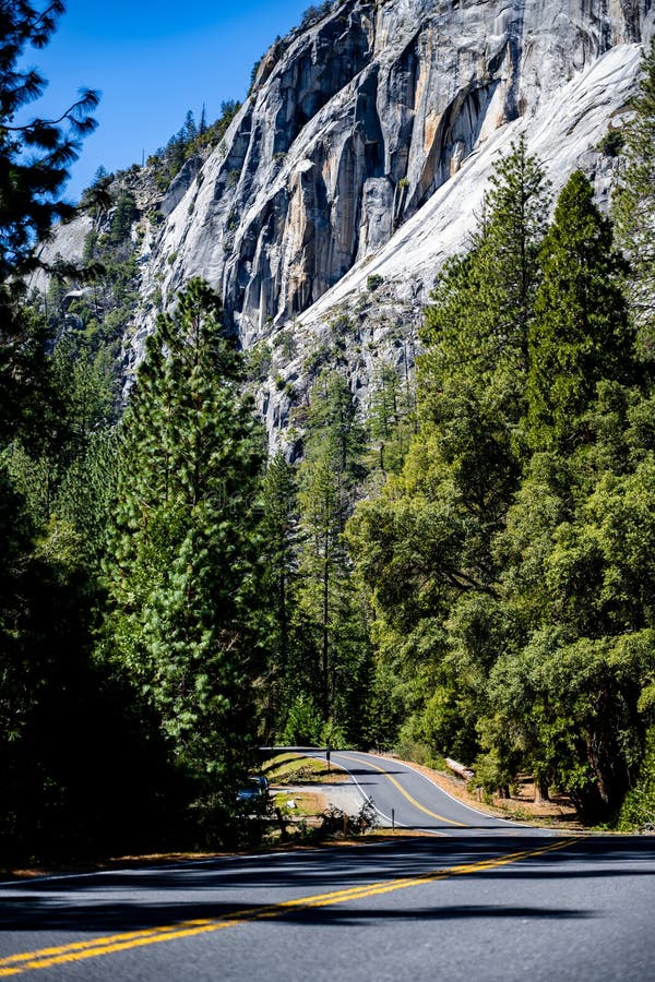 Vertical of a Path To Yosemite Natural Park Surrounded by Pines Stock ...