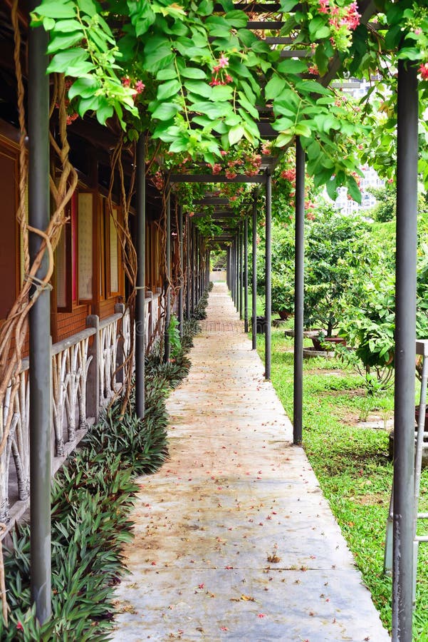 Vertical Pathway on Backyard in Garden of Vietnam without People Stock ...