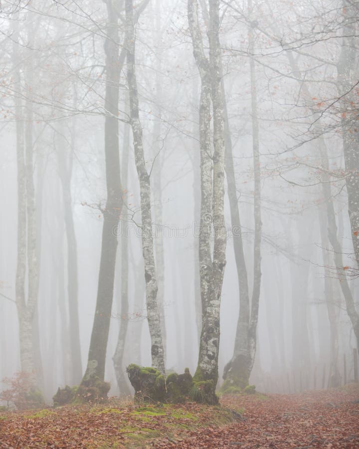 Vertical of a Pathway Covered Fallen Leaves Lying through Misty Autumn ...