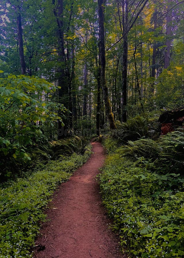 Vertical of a Pathway in a Lush Green Forest Stock Photo - Image of ...