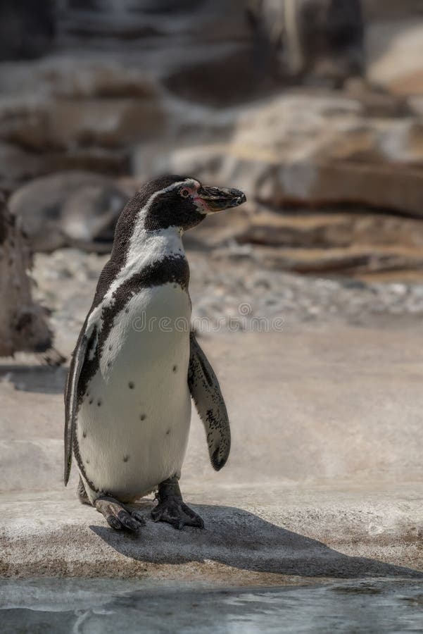 Vertical of a Penguin Looking Right. Stock Photo - Image of south, cute ...