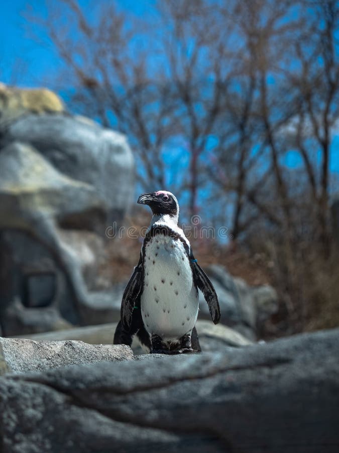 Vertical of a Penguin Stands on a Rock at a Zoo Stock Photo - Image of ...