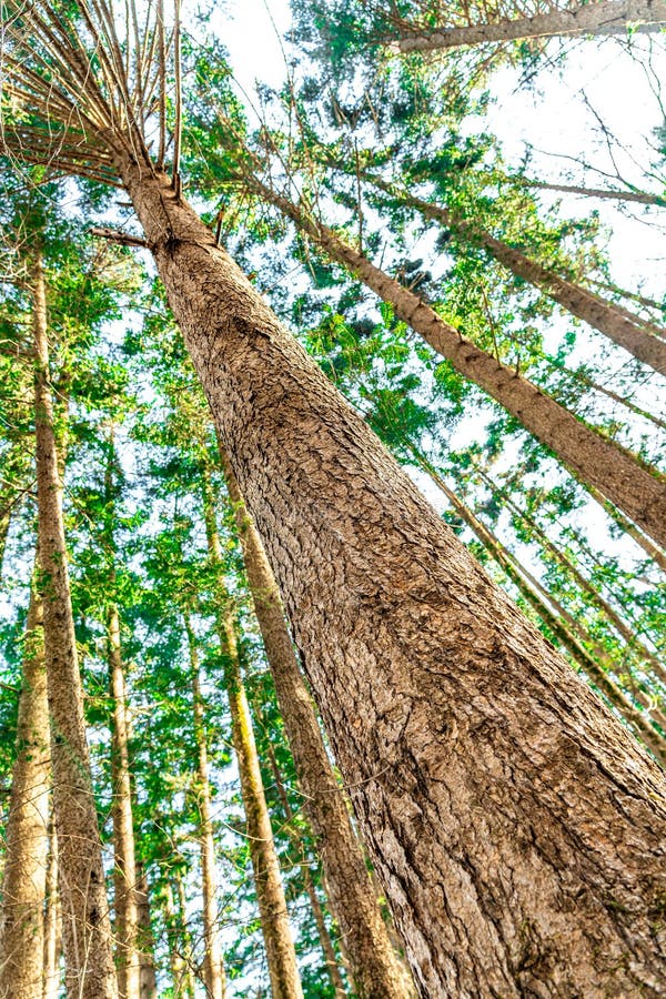 A Vertical Perspective Captures Towering Trees Stretching Skyward Stock ...