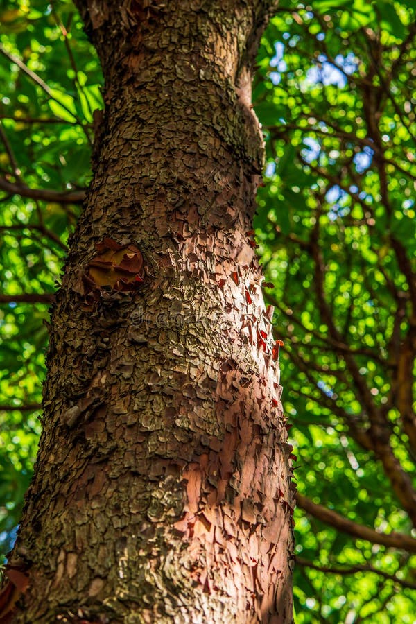 Vertical Photo of a Big Tree Trunk with Green Leaves Stock Image ...
