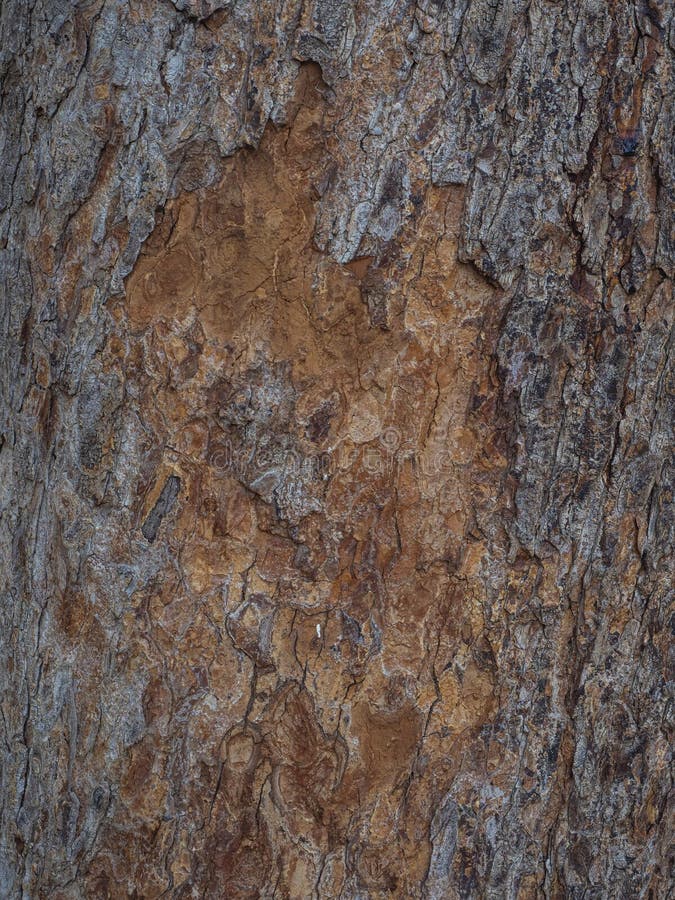Vertical Photo of Brown Bark Textures Stock Photo - Image of cortex ...