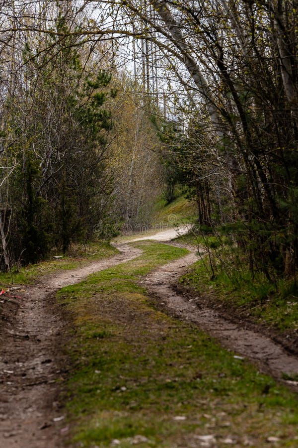 Curved Trail between Trees at Spring Stock Image - Image of gravel ...