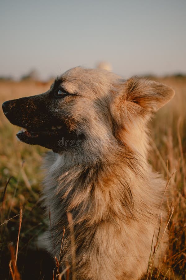 Vertical Photo of Cute Stray Dog on the Grass Field at Sunset. Stock ...