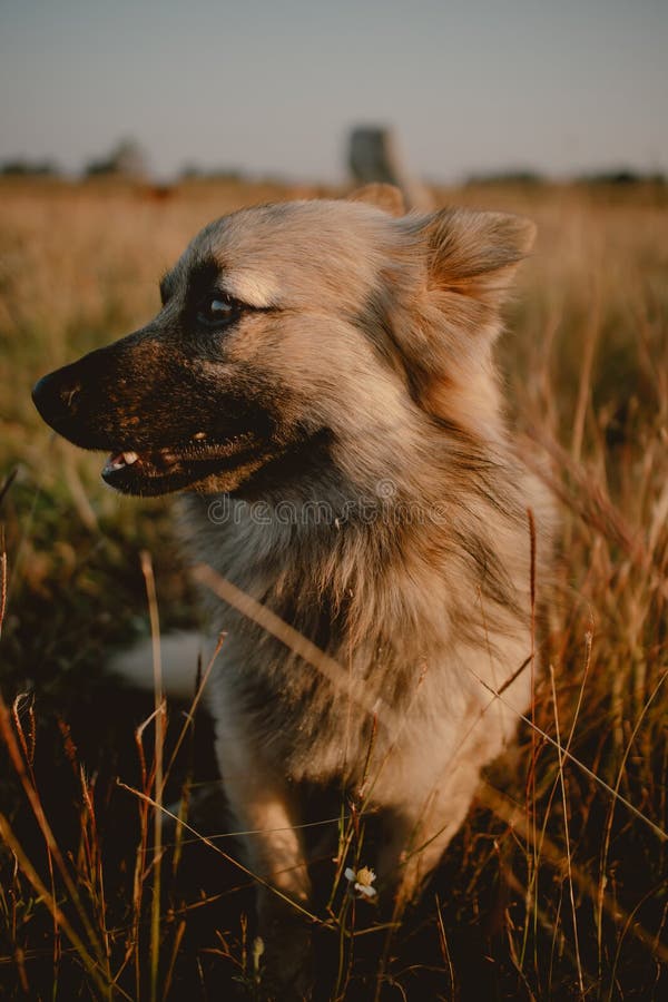 Vertical Photo of Cute Stray Dog on the Grass Field at Sunset. Stock ...