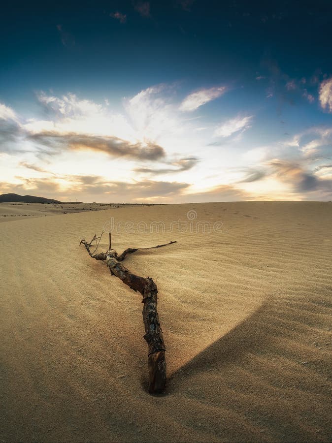Vertical Photo of a Dry Branch in a Desert Landscape Stock Photo ...