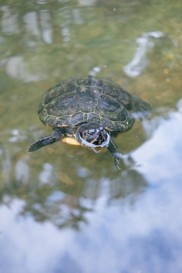 Blue Vertical Beach Ocean Turtle Stock Photos - Free & Royalty-Free ...