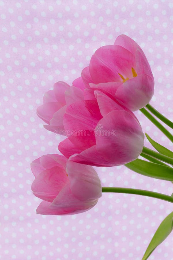 Vertical Photo of Flowers with Pink Petals on a Pink Background Stock ...