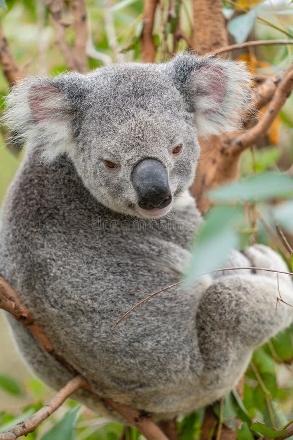 Vertical photo of koala stock image. Image of mammal - 355562477