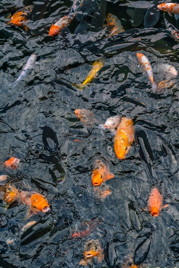 Vertical Photo of Koi Carp Fish Swimming in the Pond Stock Photo ...