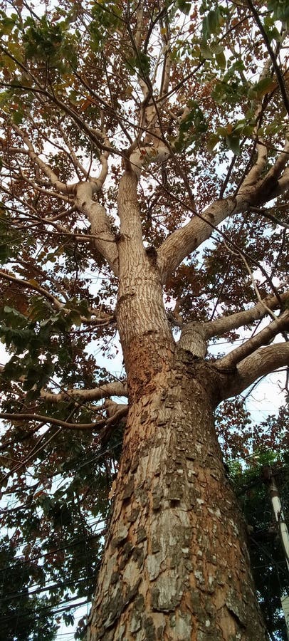 Vertical Photo, Large Mahogany Tree Trunk Stock Image - Image of ...