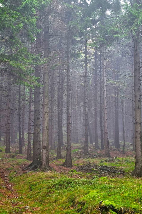 Vertical Photo. a Misty Mystical Forest in the Mountains. Stock Photo ...