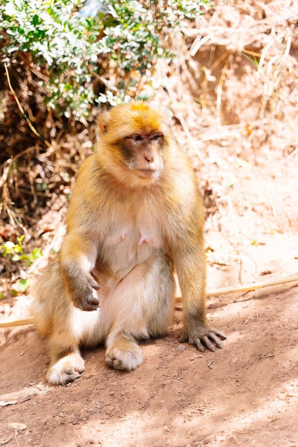 Vertical Photo of a Monkey Sitting on the Ground in an Arid Terrain ...