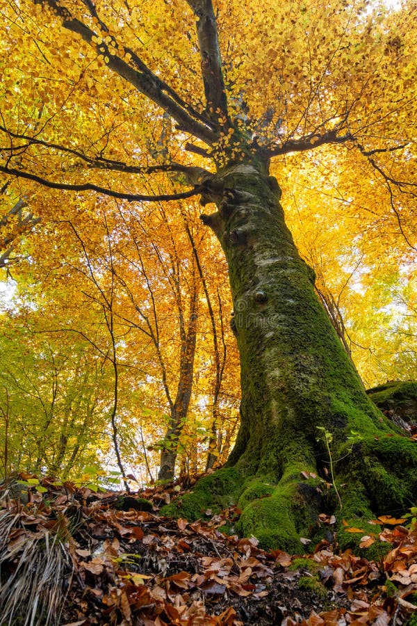 Vertical Photo of an Old Tree in Autumn Stock Photo - Image of growth ...