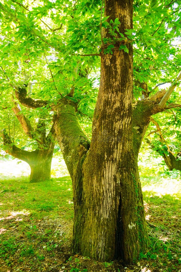 Vertical Photo of Old Tree in a Green Forest Stock Photo - Image of ...