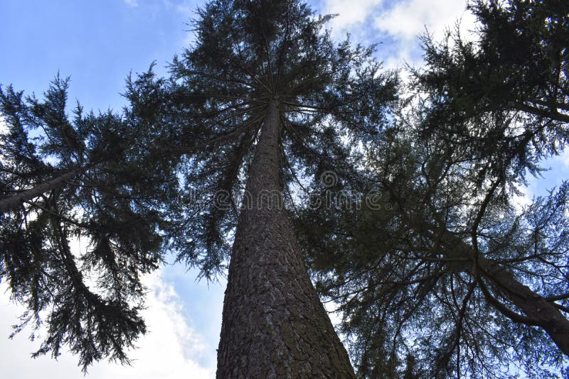 Vertical Photo of an Old Tree in a Green Forest. Stock Photo - Image of ...