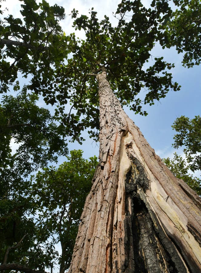 Vertical Photo of an Old Tree Stock Photo - Image of growth, moss: 78803066