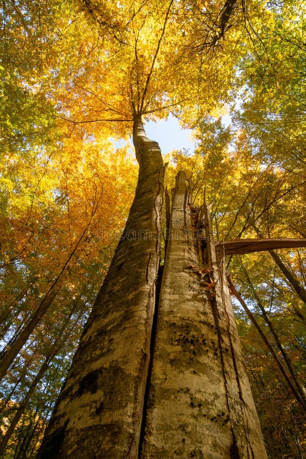 Vertical Photo of an Old Tree Struck by Lightning Stock Photo - Image ...