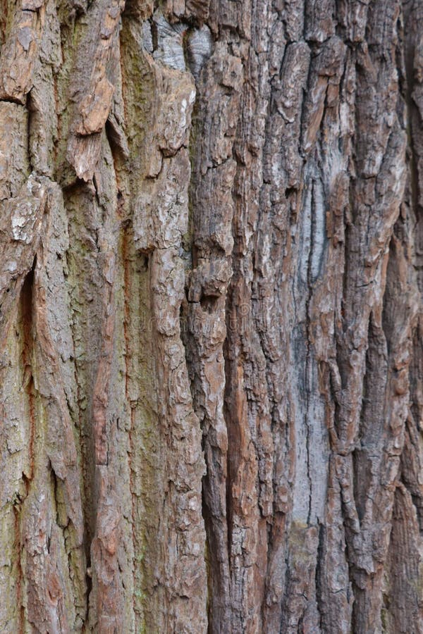 Vertical Photo. Pine Tree Bark Texture in the Forest Stock Image ...