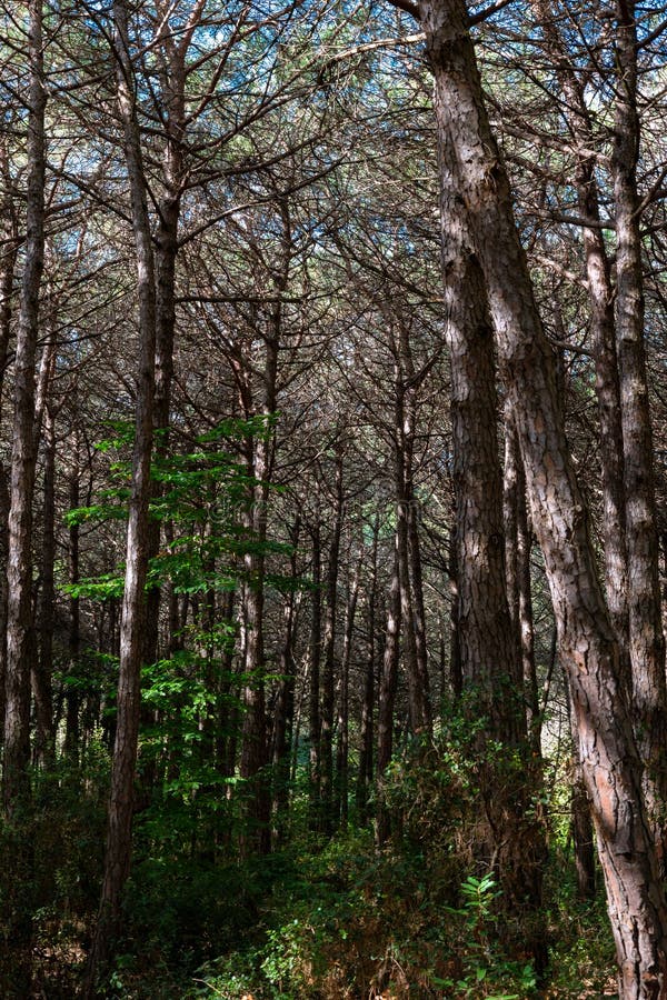 Vertical Photo of a Pine Tree Forest with Sunlight and Shadows Stock ...