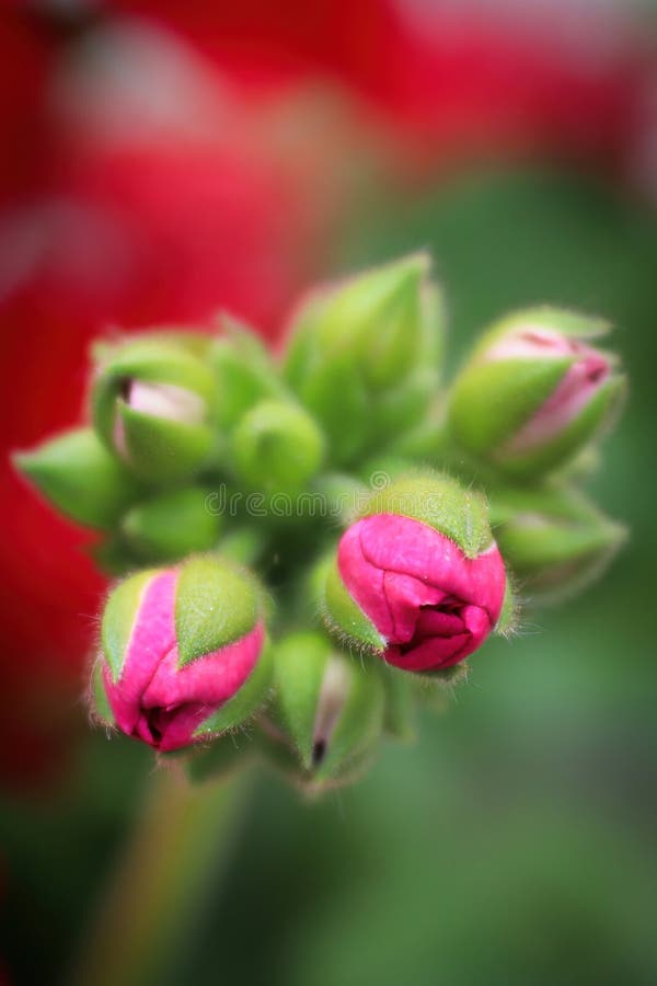 Vertical Photo of Pink Geranium Buds in a Grouping Stock Image - Image ...