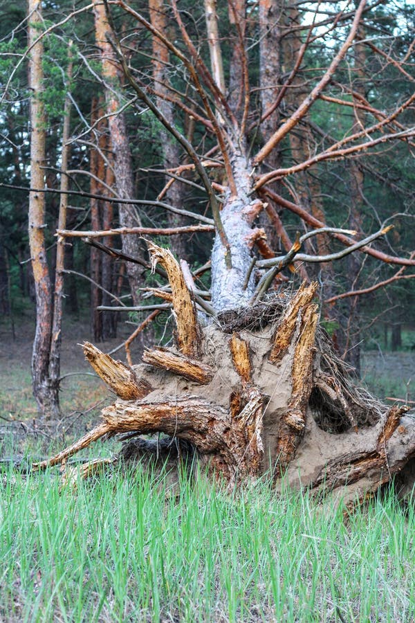 A Tree Torn from the Ground Lying on Its Side. the Ragged Pine Roots ...
