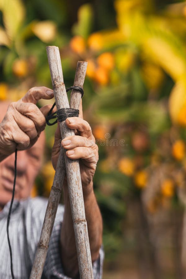 Selective Focus on the Hands of an Old Man Binding Sticks in an Orchard ...