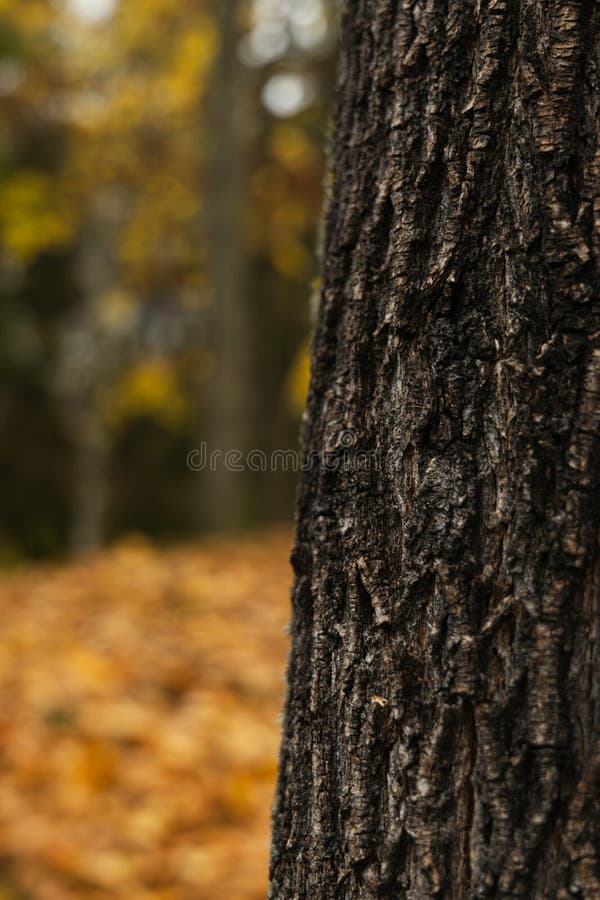 93,572 Blurred Tree Park Background Stock Photos - Free & Royalty-Free ...