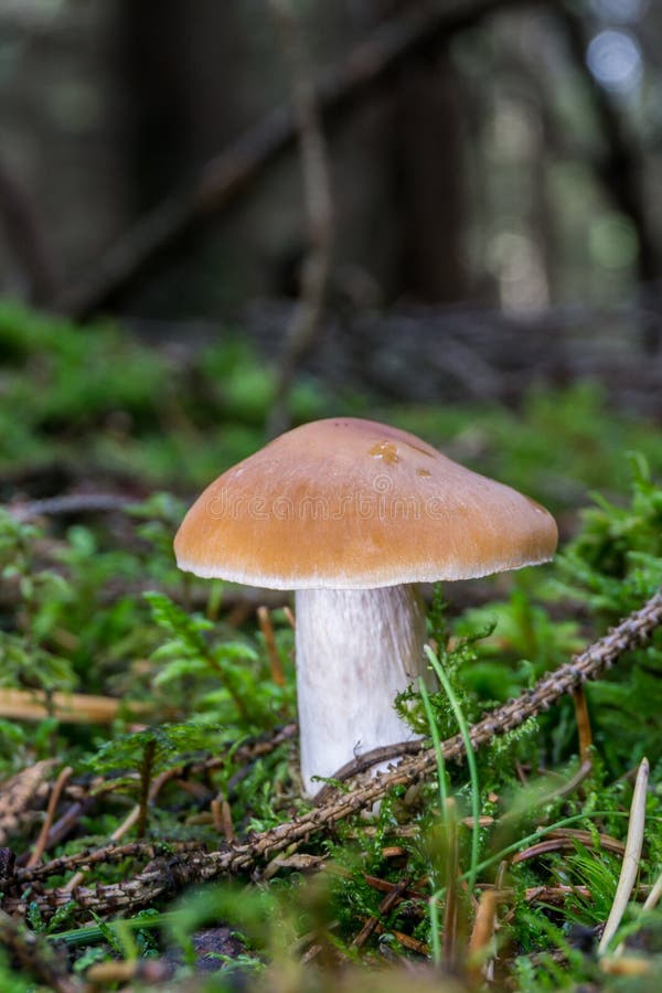 Nice Fresh Russula with Light Brown Cap Grows in Forest Stock Image ...