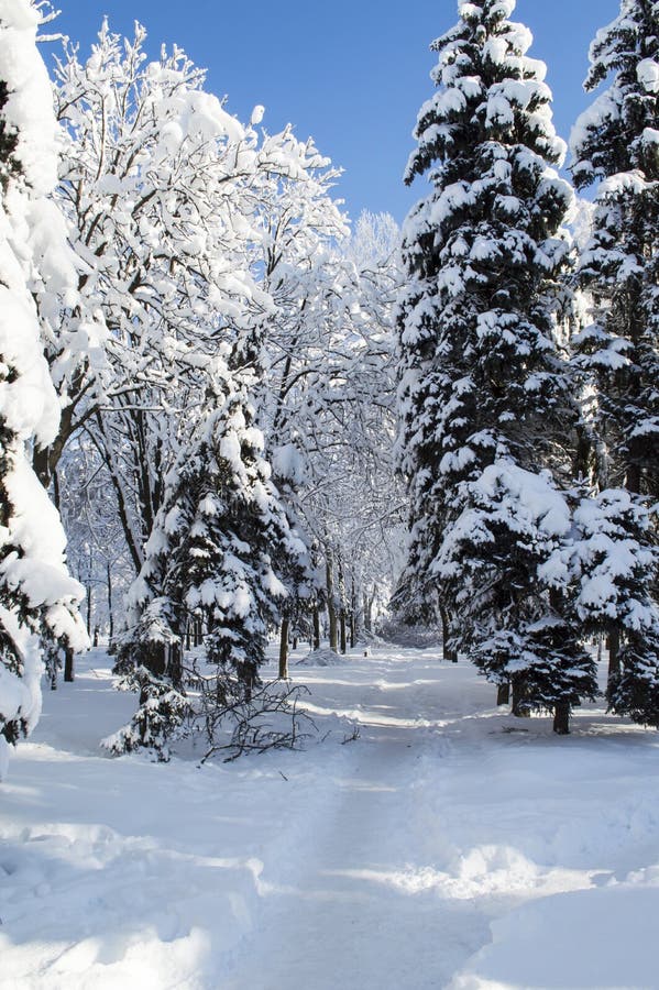 Vertical Photo of a Snow-covered Path in the Park Stock Image - Image ...